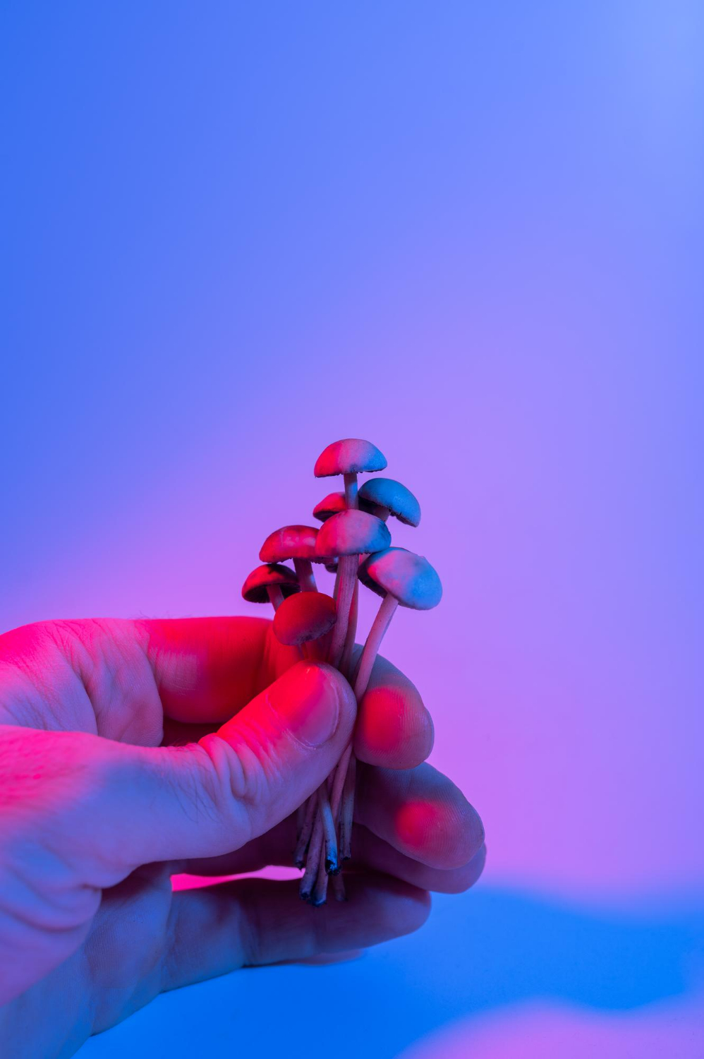 What Are Magic Mushrooms And Why Are They Popular In Australia Deadhead Chemist Australia