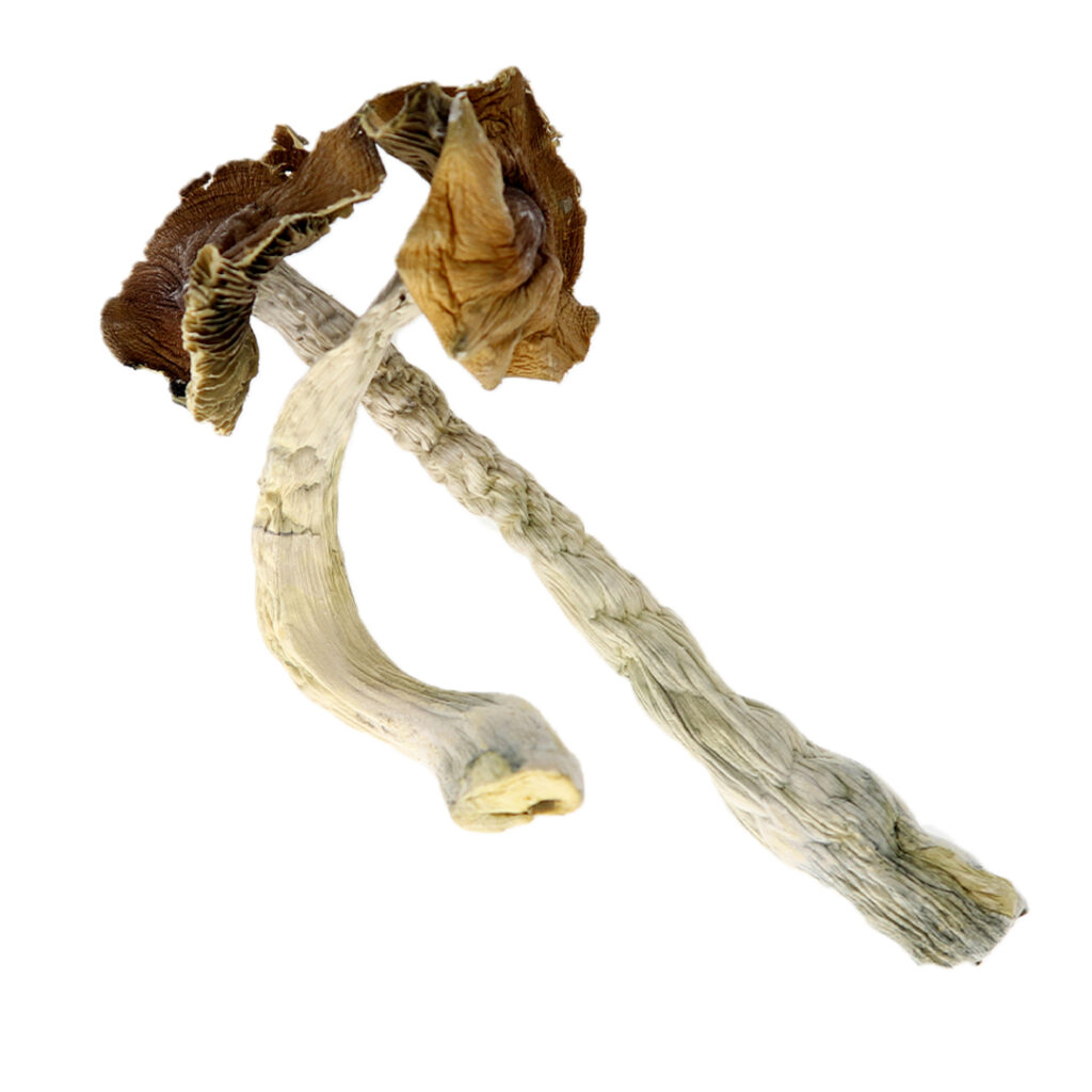 Discover the Benefits of Texas Yellow Cap Magic Mushrooms